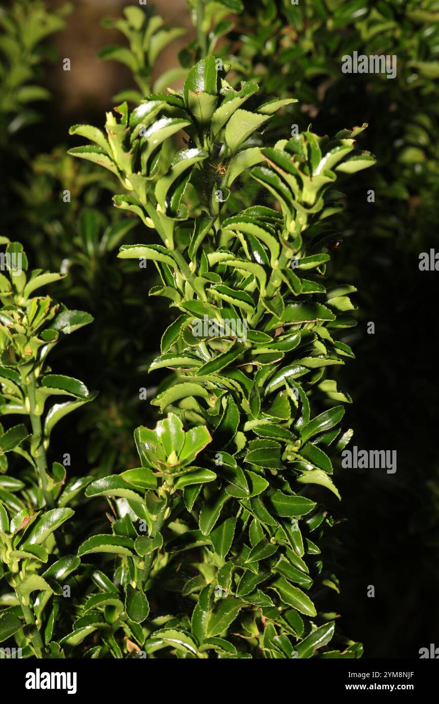 Japanese spindle tree (Euonymus japonicus Stock Photo - Alamy