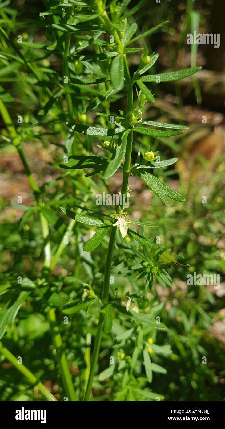 coastal germander (Teucrium cubense Stock Photo - Alamy