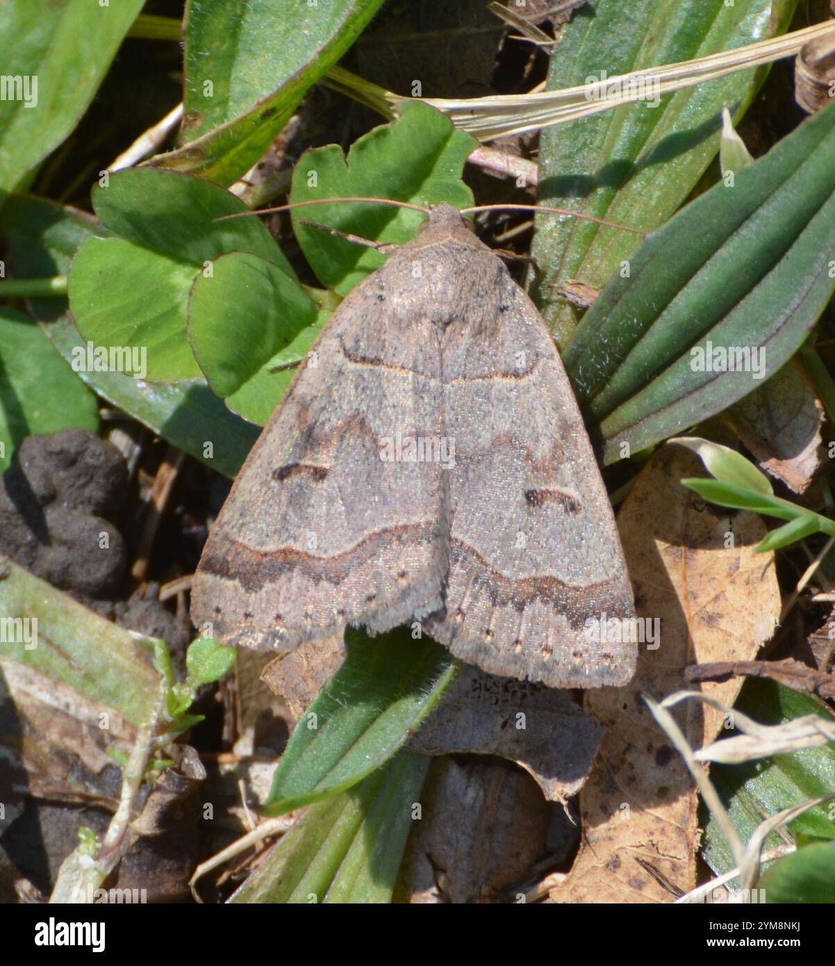 Common Oak Moth (Phoberia atomaris Stock Photo - Alamy