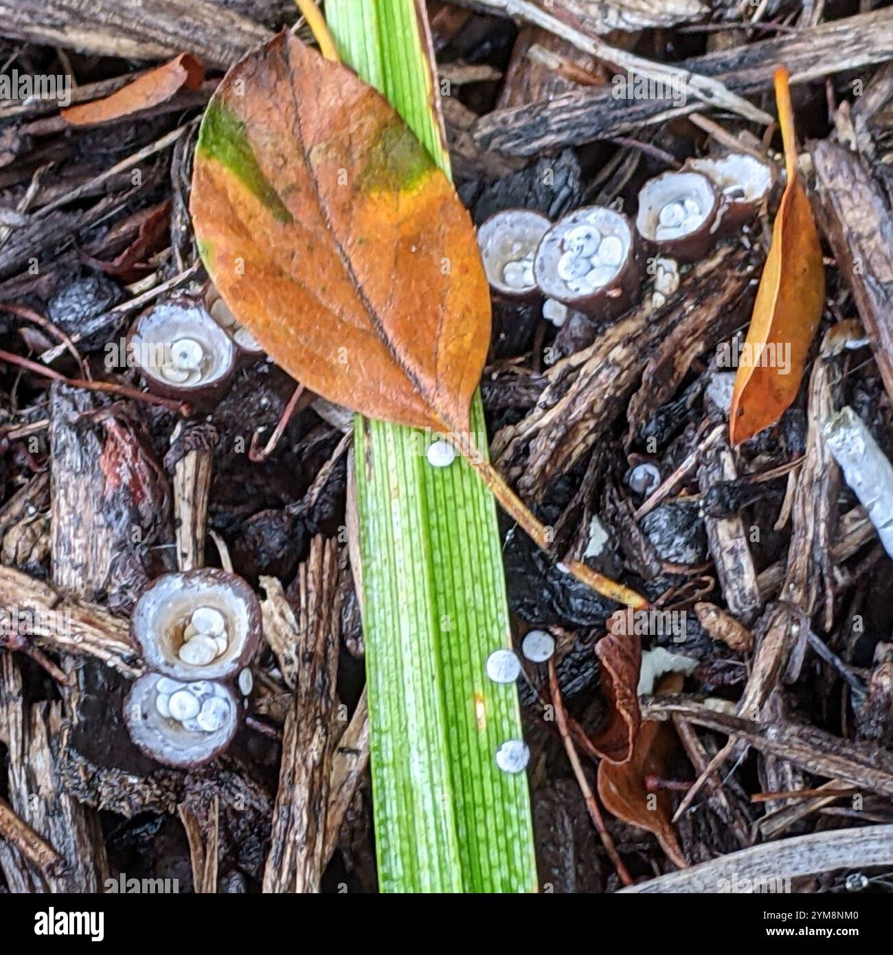 common bird's nest fungus (Crucibulum laeve Stock Photo - Alamy