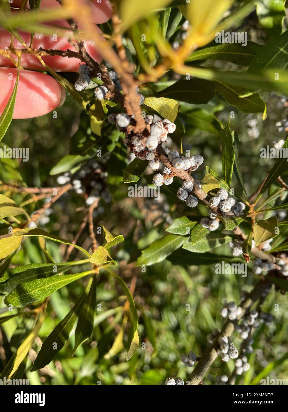 wax myrtle (Morella cerifera Stock Photo - Alamy