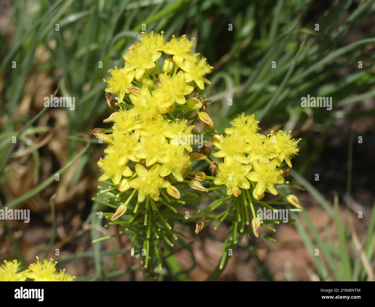 scented grass bulbine (Bulbine capitata Stock Photo - Alamy