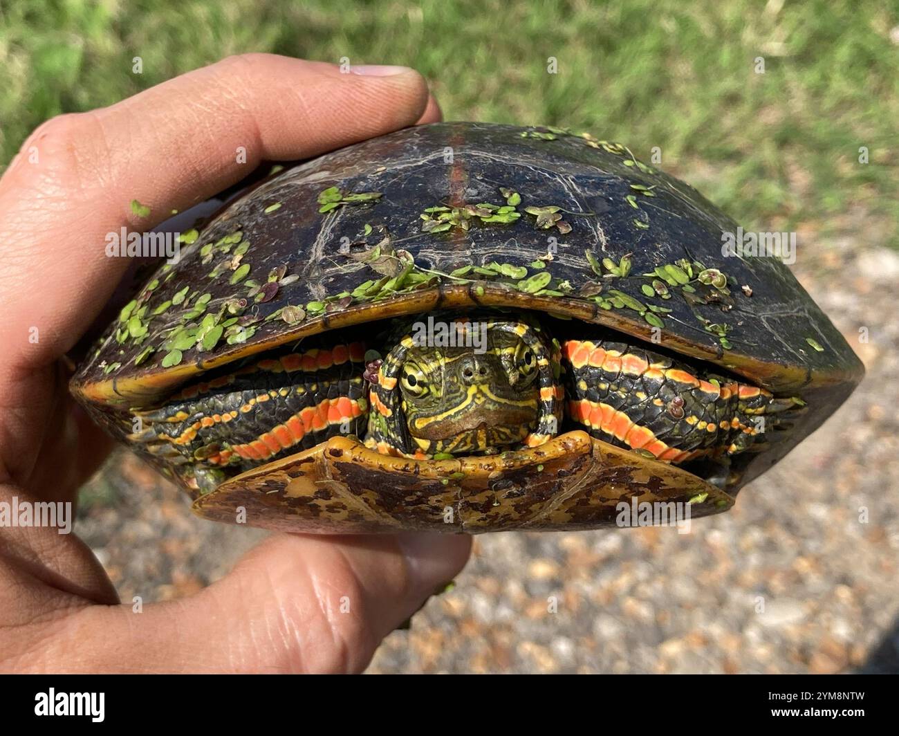 Southern Painted Turtle (Chrysemys dorsalis Stock Photo - Alamy