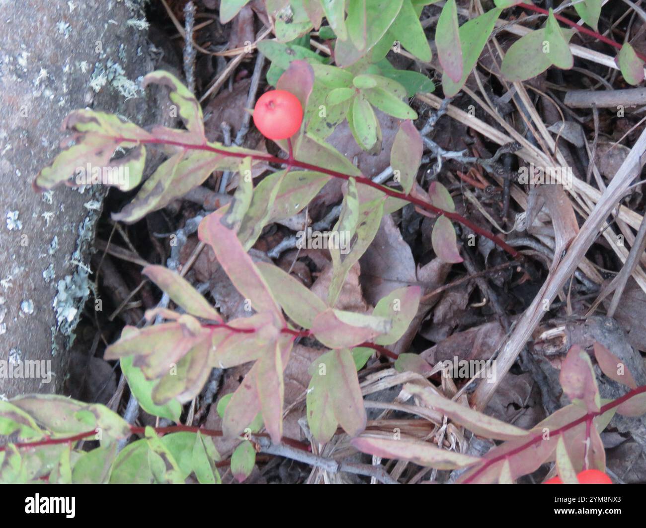 Northern Comandra (Geocaulon lividum Stock Photo - Alamy