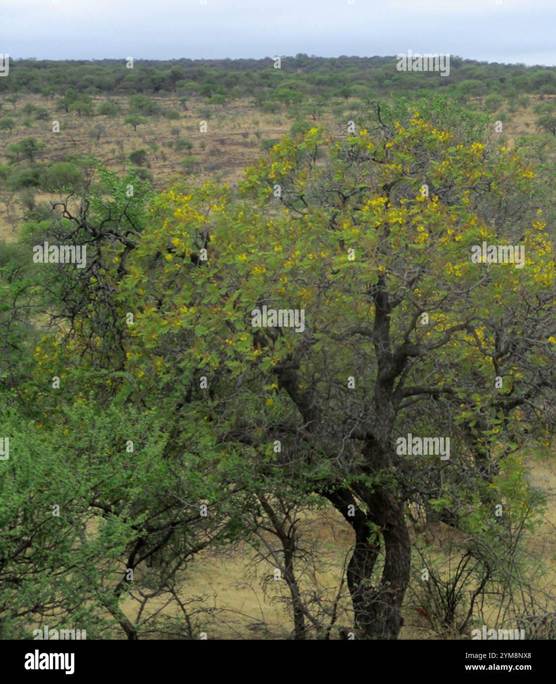 Weeping wattle (Peltophorum africanum Stock Photo - Alamy