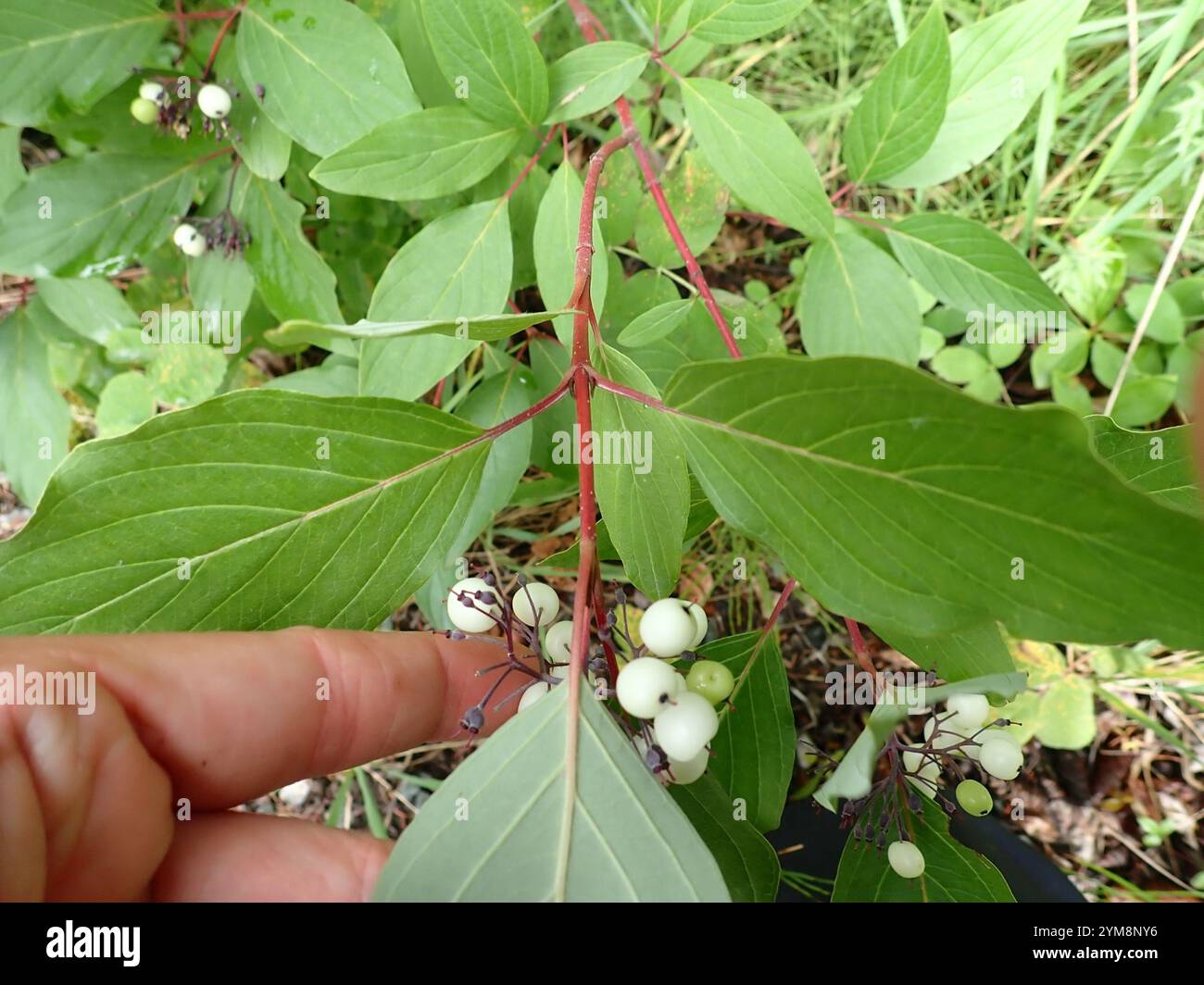 red osier dogwood (Cornus sericea Stock Photo - Alamy
