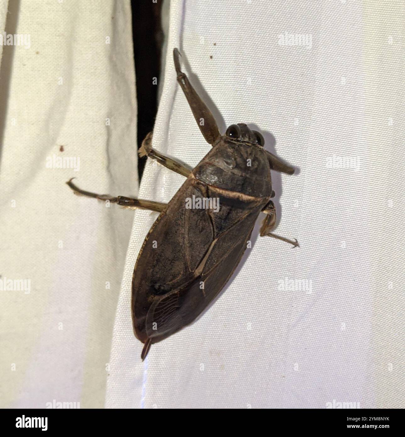 American Giant Water Bug (Lethocerus americanus Stock Photo - Alamy