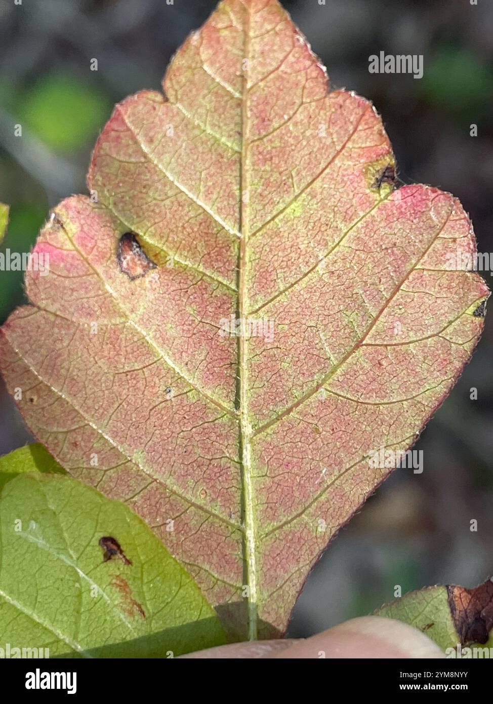 fragrant sumac (Rhus aromatica Stock Photo - Alamy
