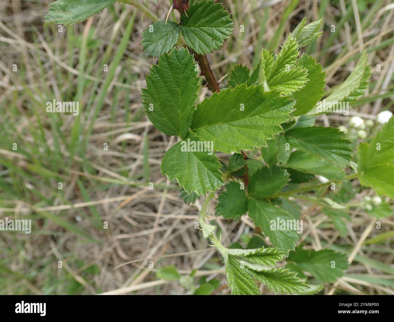 Rubus cuneifolius hi-res stock photography and images - Alamy