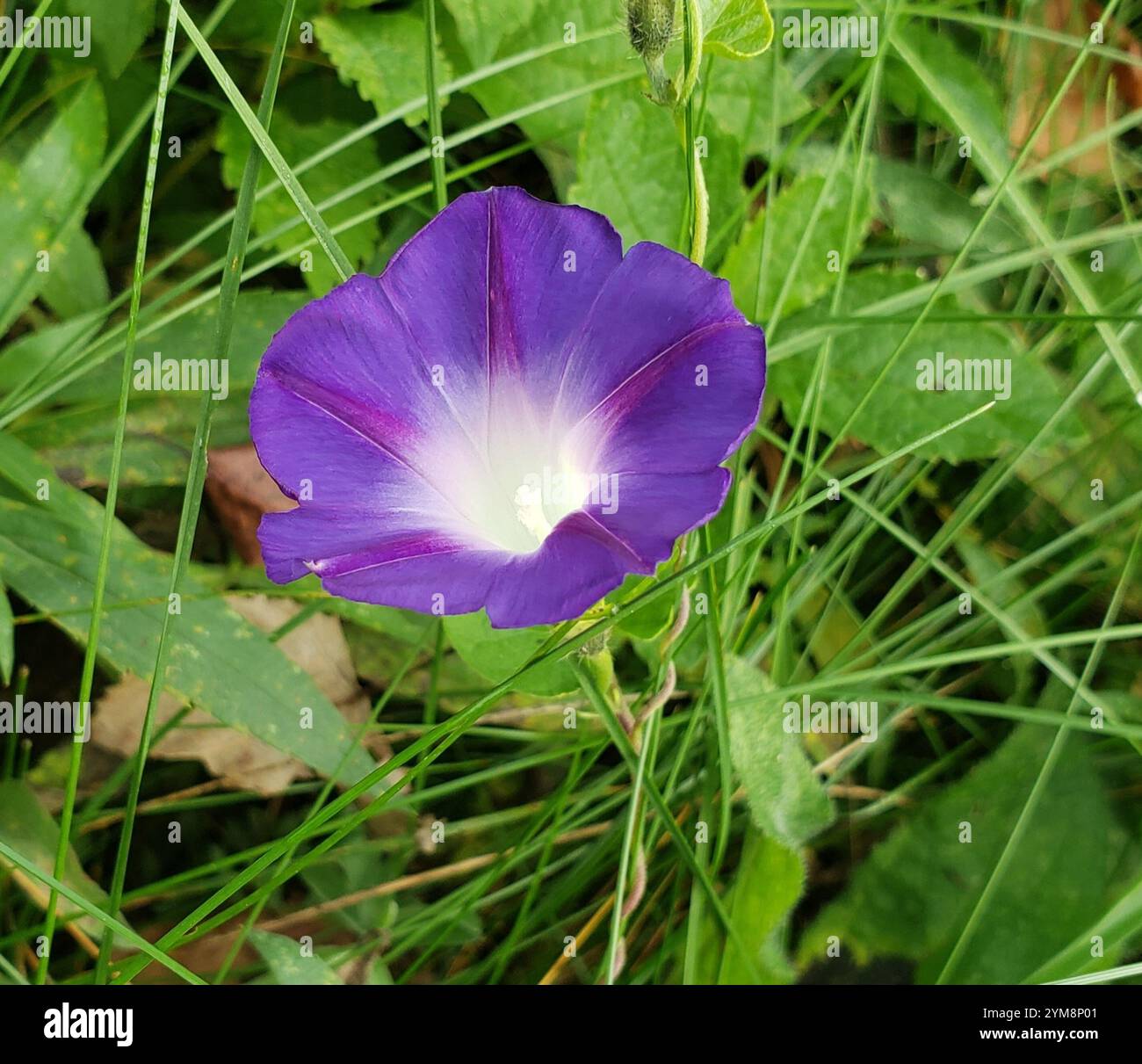 common morning-glory (Ipomoea purpurea Stock Photo - Alamy