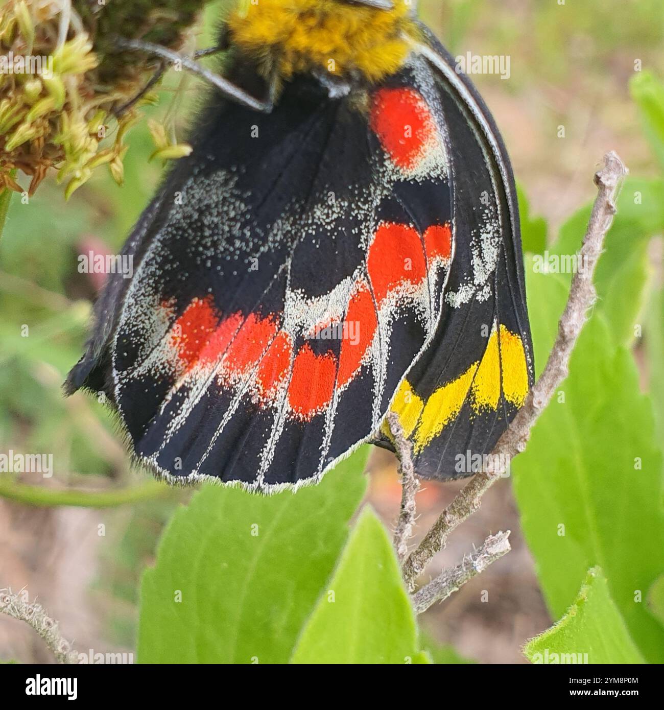 Imperial Jezebel (Delias harpalyce Stock Photo - Alamy