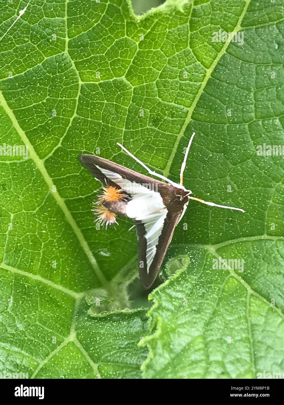 Hyalinata hi-res stock photography and images - Alamy