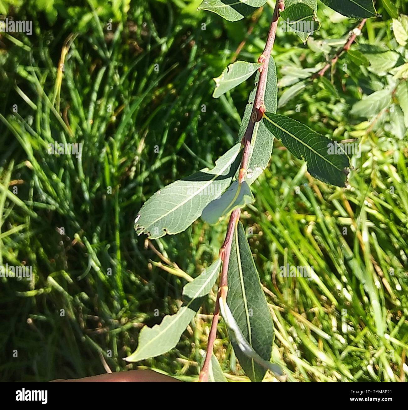Purple Willow (Salix purpurea Stock Photo - Alamy