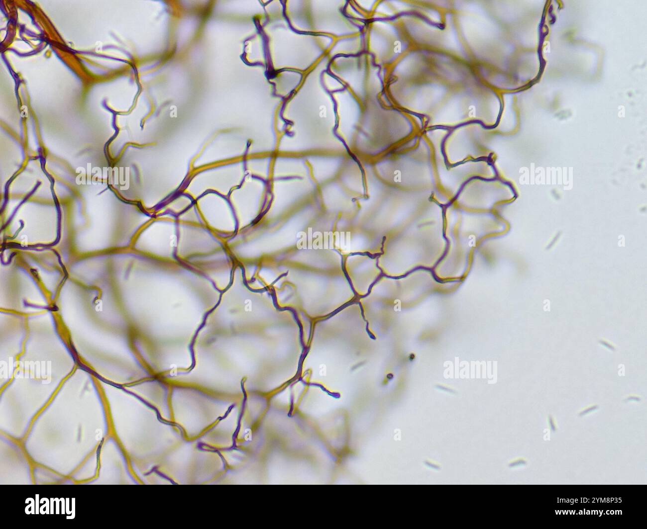 Comatricha elegans hi-res stock photography and images - Alamy