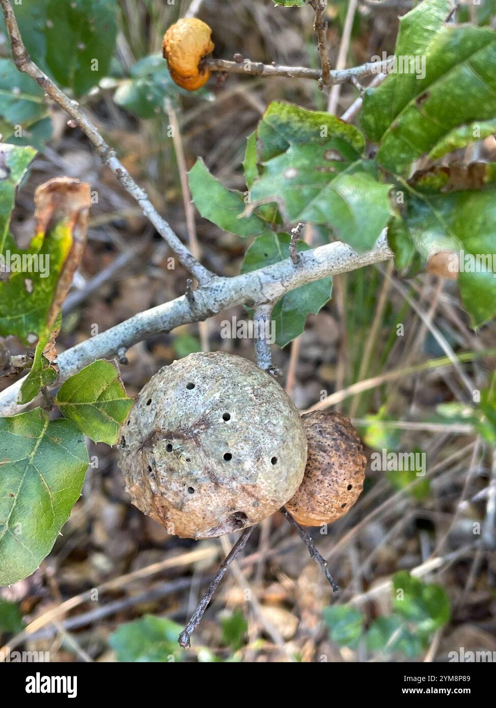 Live Oak Apple Gall Wasp (Amphibolips quercuspomiformis Stock Photo - Alamy