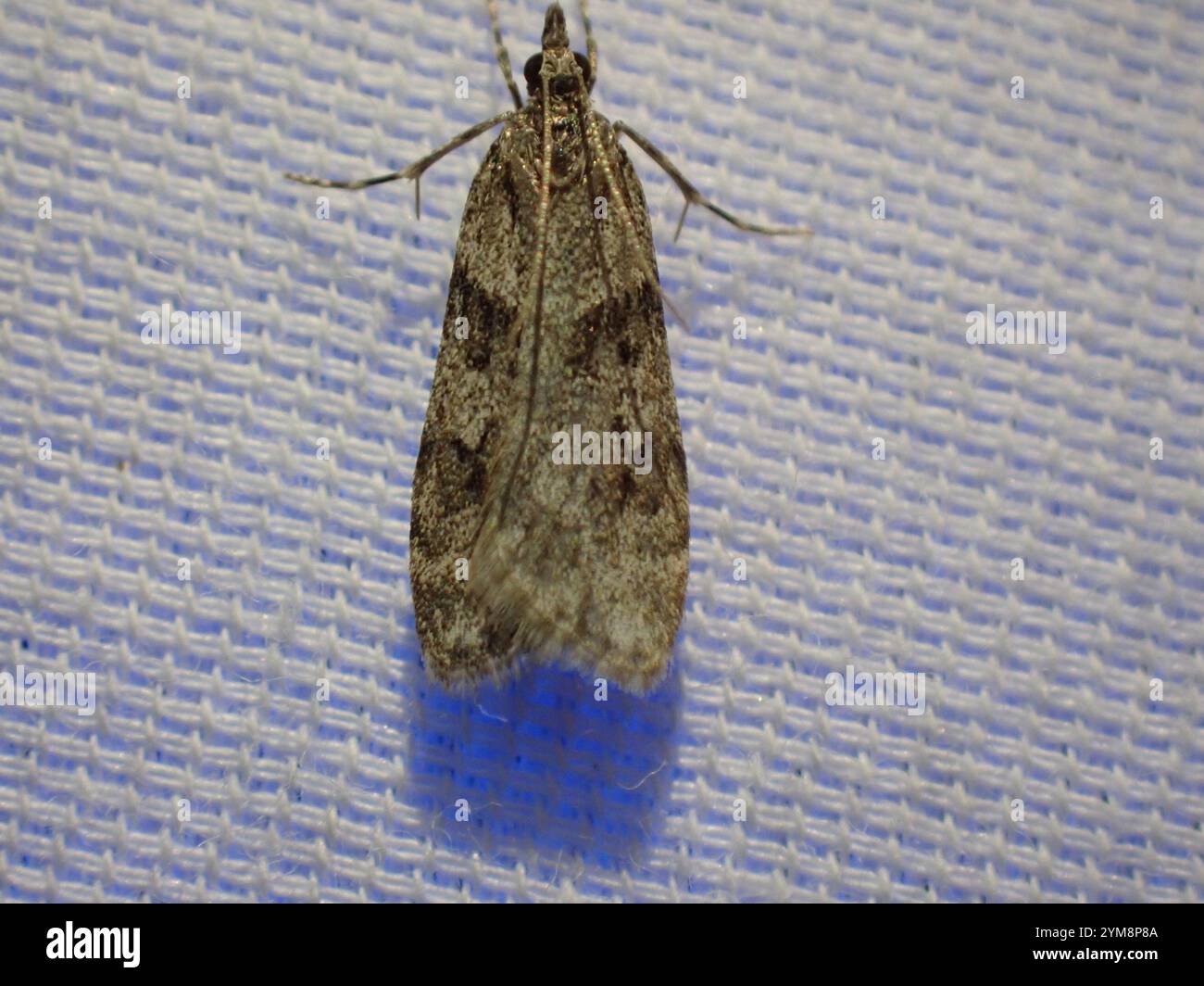 Moss-eating Crambid Snout Moths (Scopariinae Stock Photo - Alamy