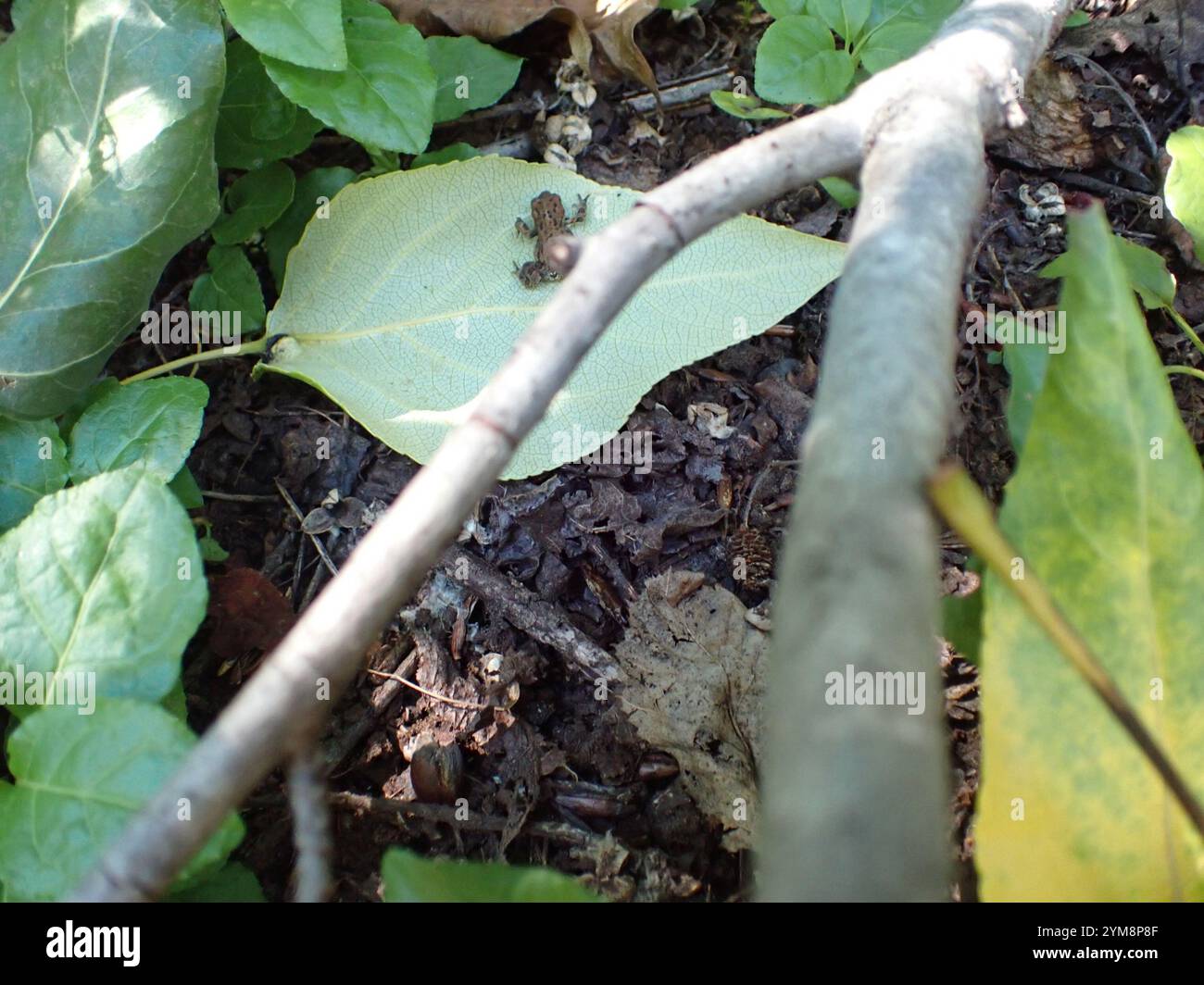 Western Toad (Anaxyrus boreas Stock Photo - Alamy