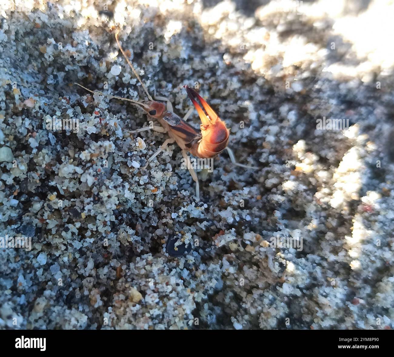 Shore Earwig (Labidura riparia Stock Photo - Alamy