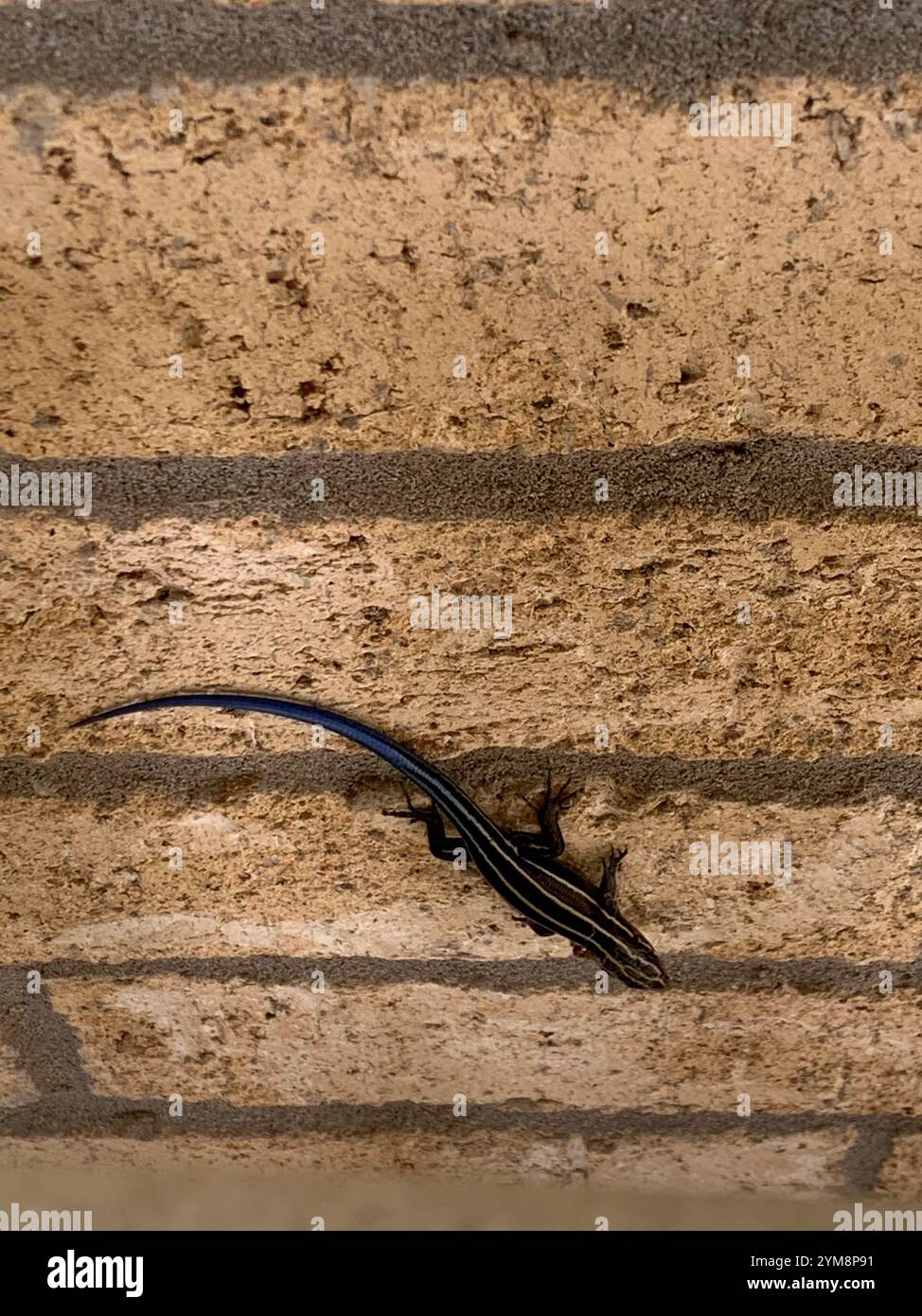 Broad-headed Skink (Plestiodon laticeps Stock Photo - Alamy