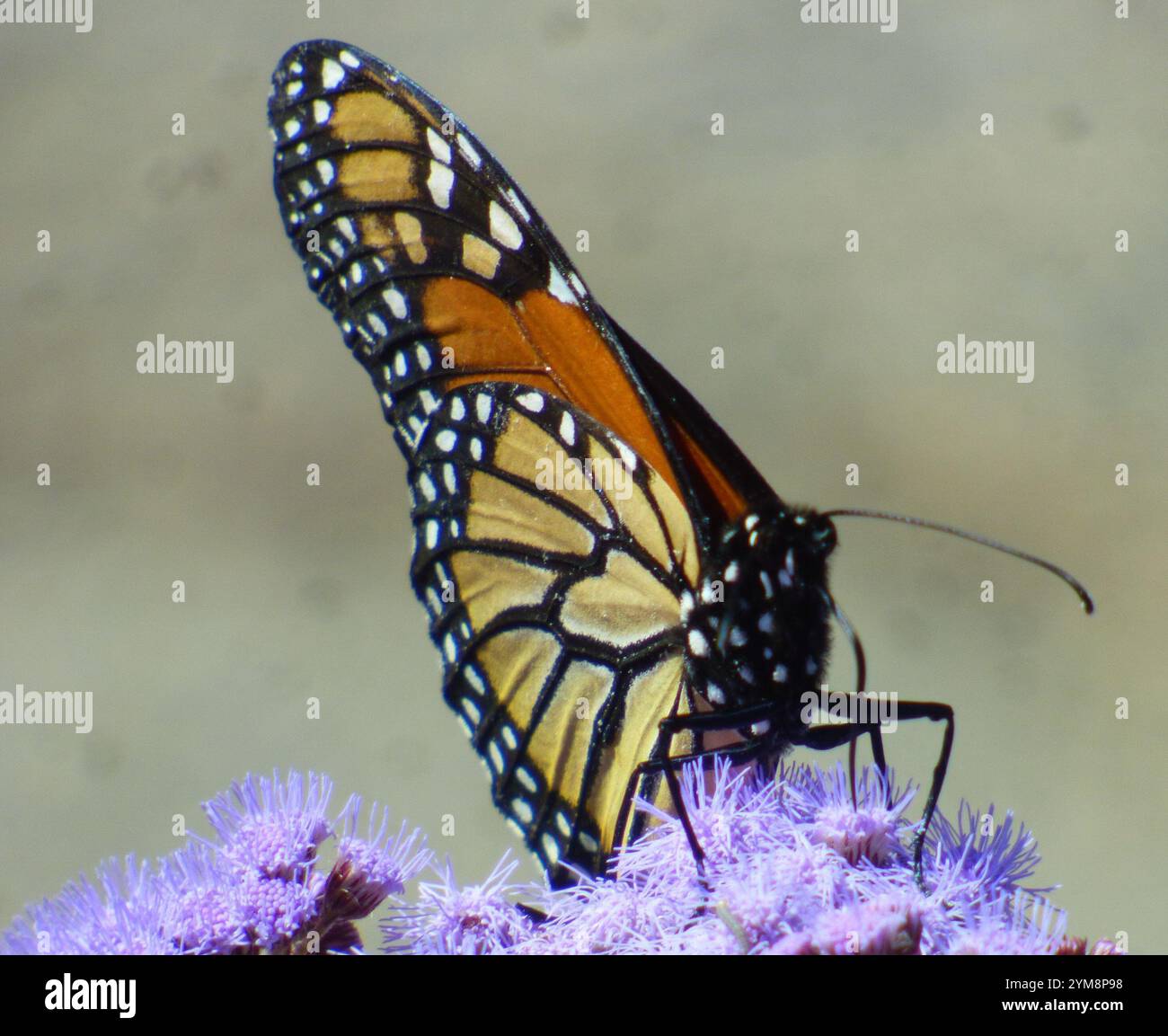 Monarch (Danaus plexippus Stock Photo - Alamy