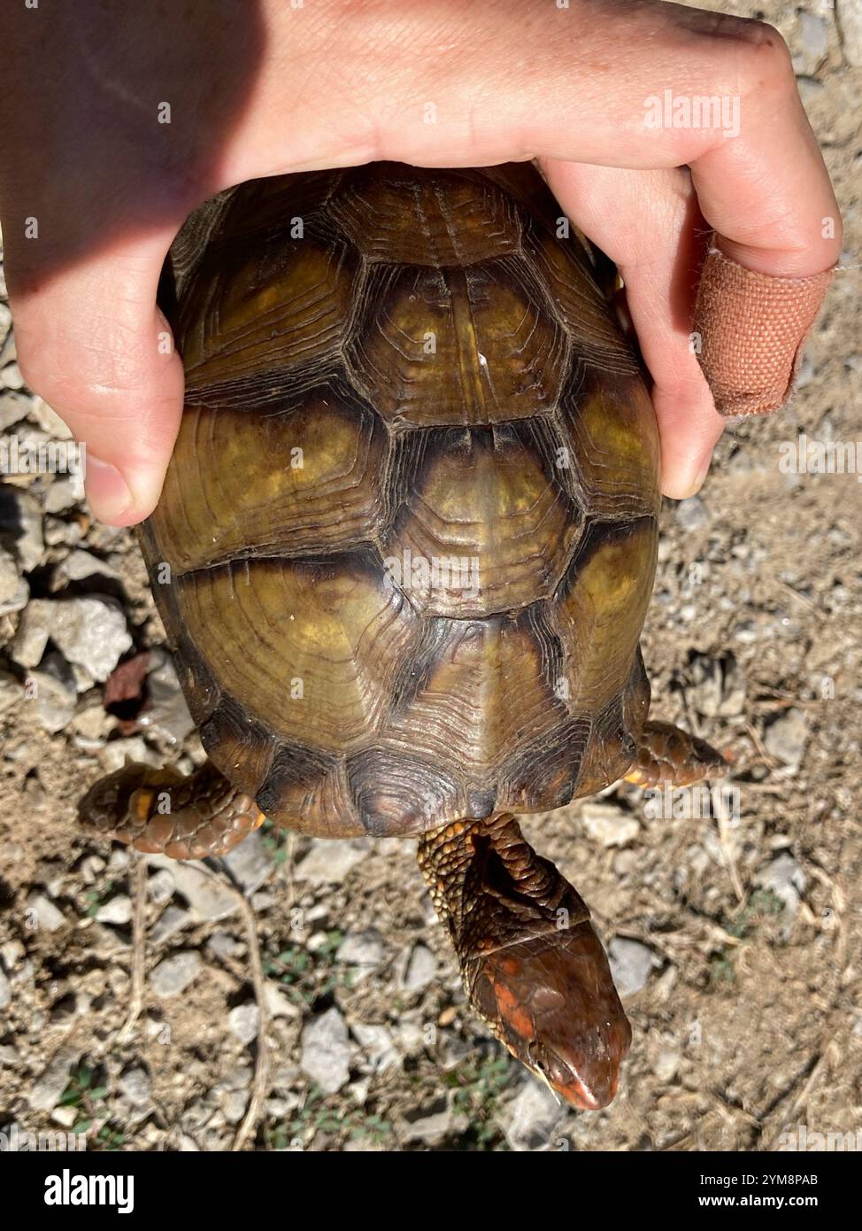 Three-toed Box Turtle (Terrapene triunguis Stock Photo - Alamy