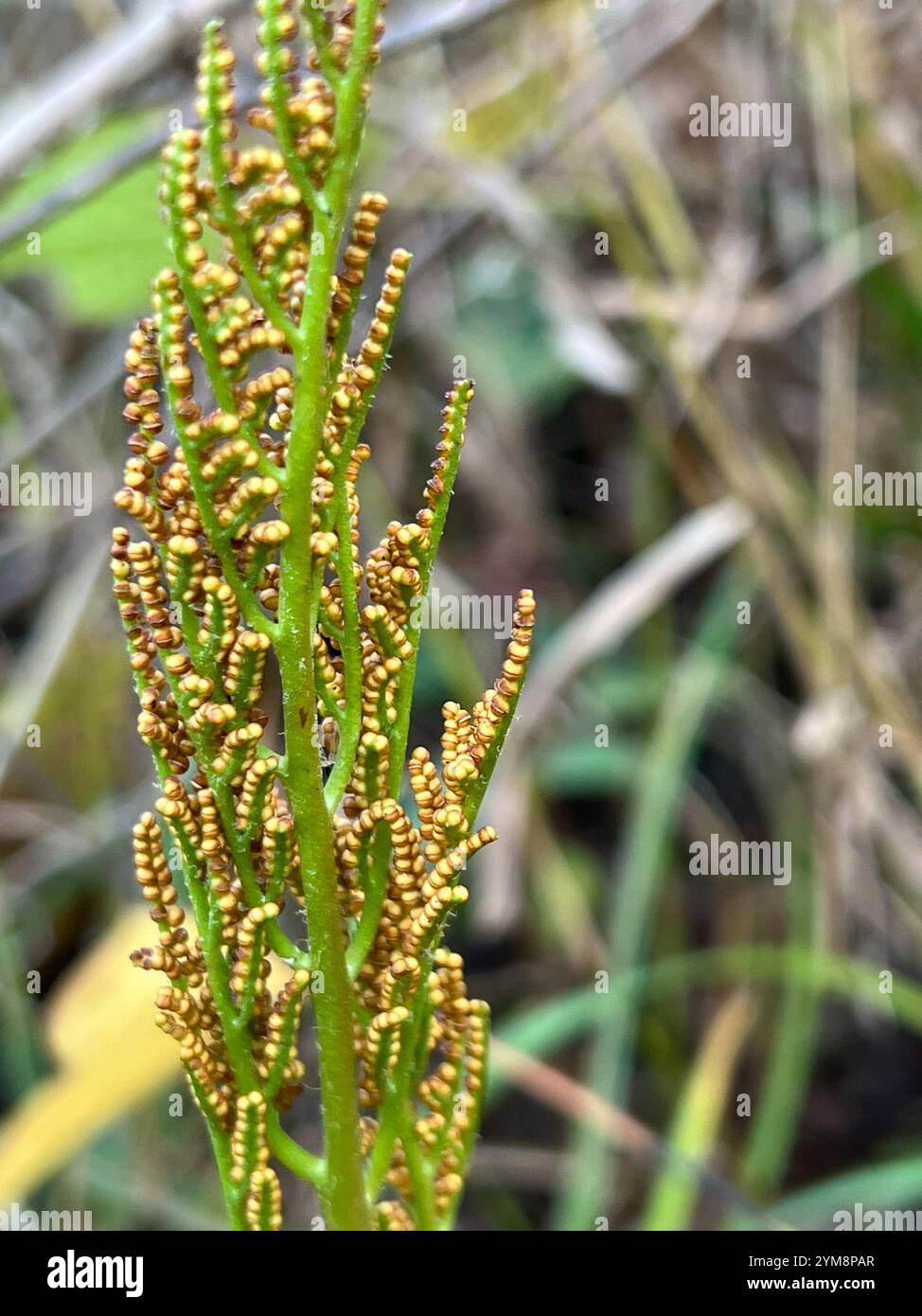 Cutleaf Grapefern (Sceptridium dissectum Stock Photo - Alamy
