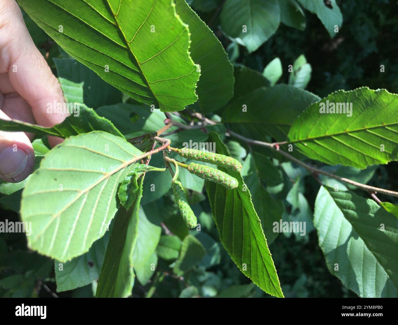 smooth alder (Alnus serrulata Stock Photo - Alamy