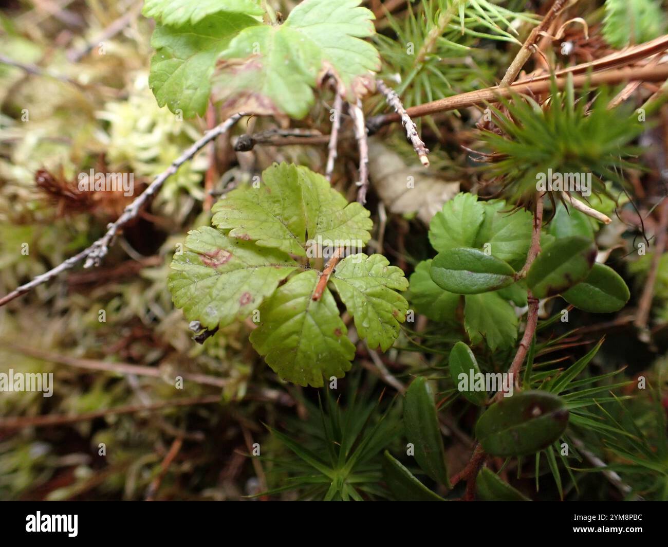 Five-leaf Dwarf Bramble (Rubus pedatus Stock Photo - Alamy