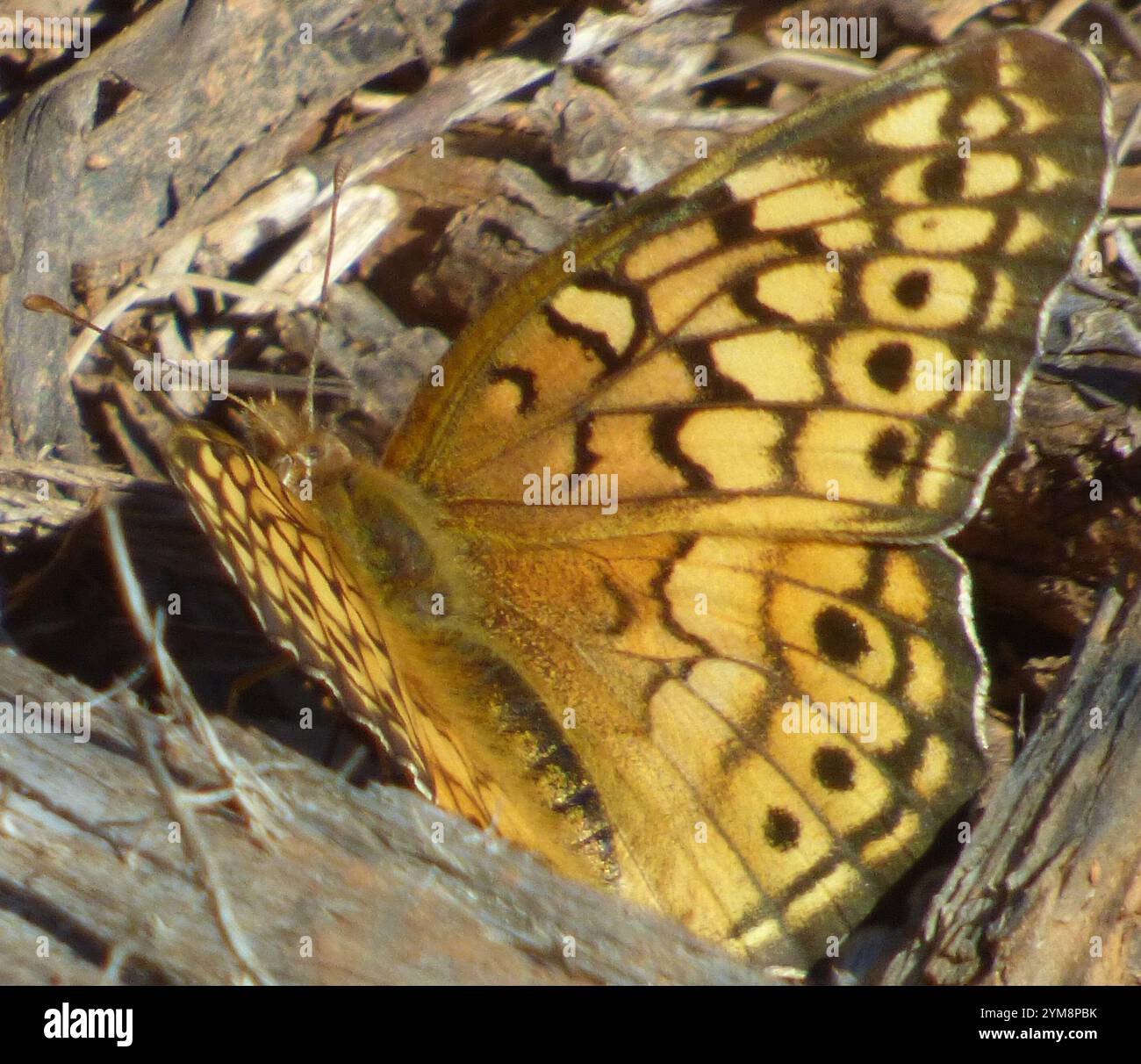 Variegated Fritillary (Euptoieta claudia Stock Photo - Alamy