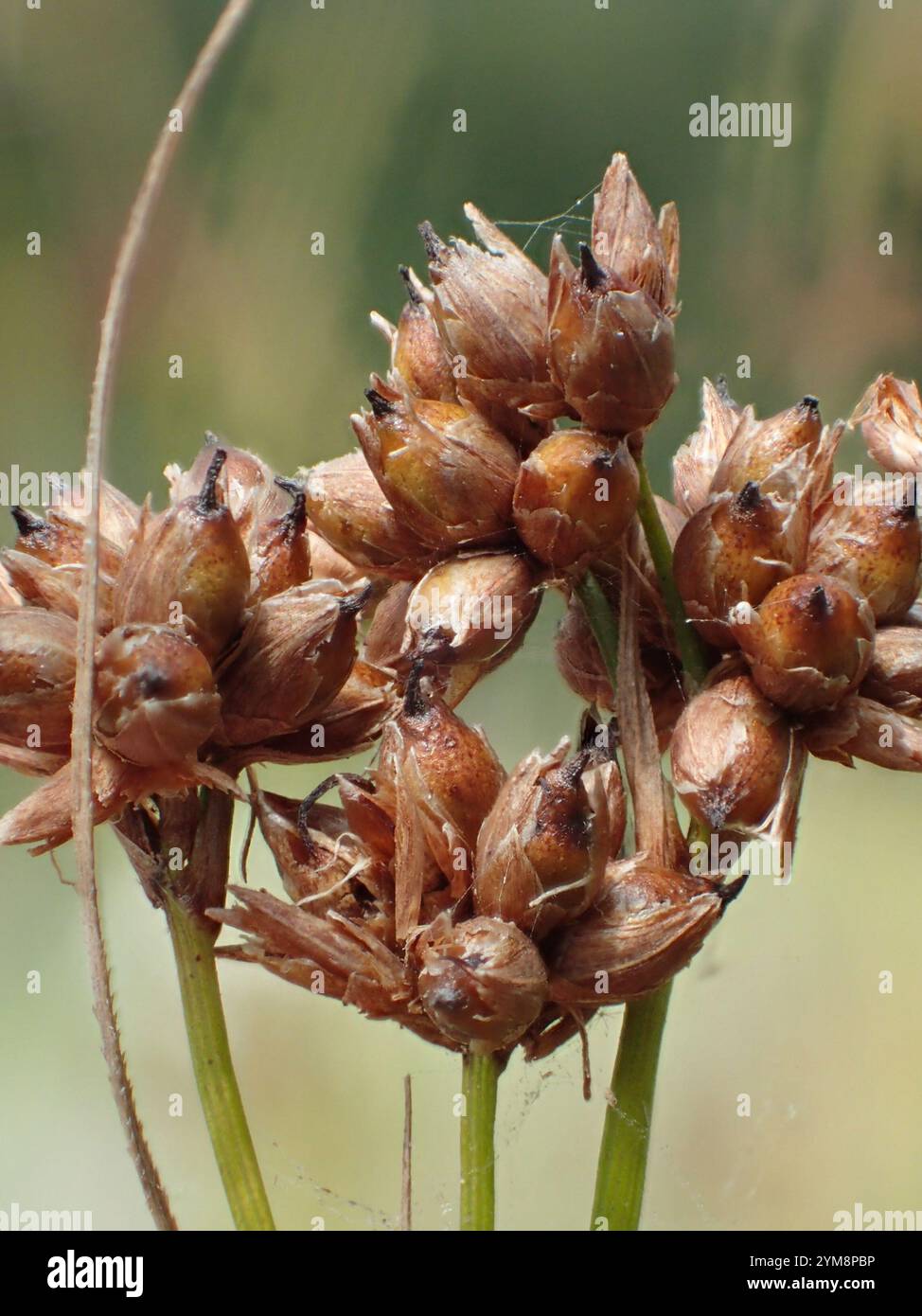 (Cladium mariscus mariscus Stock Photo - Alamy