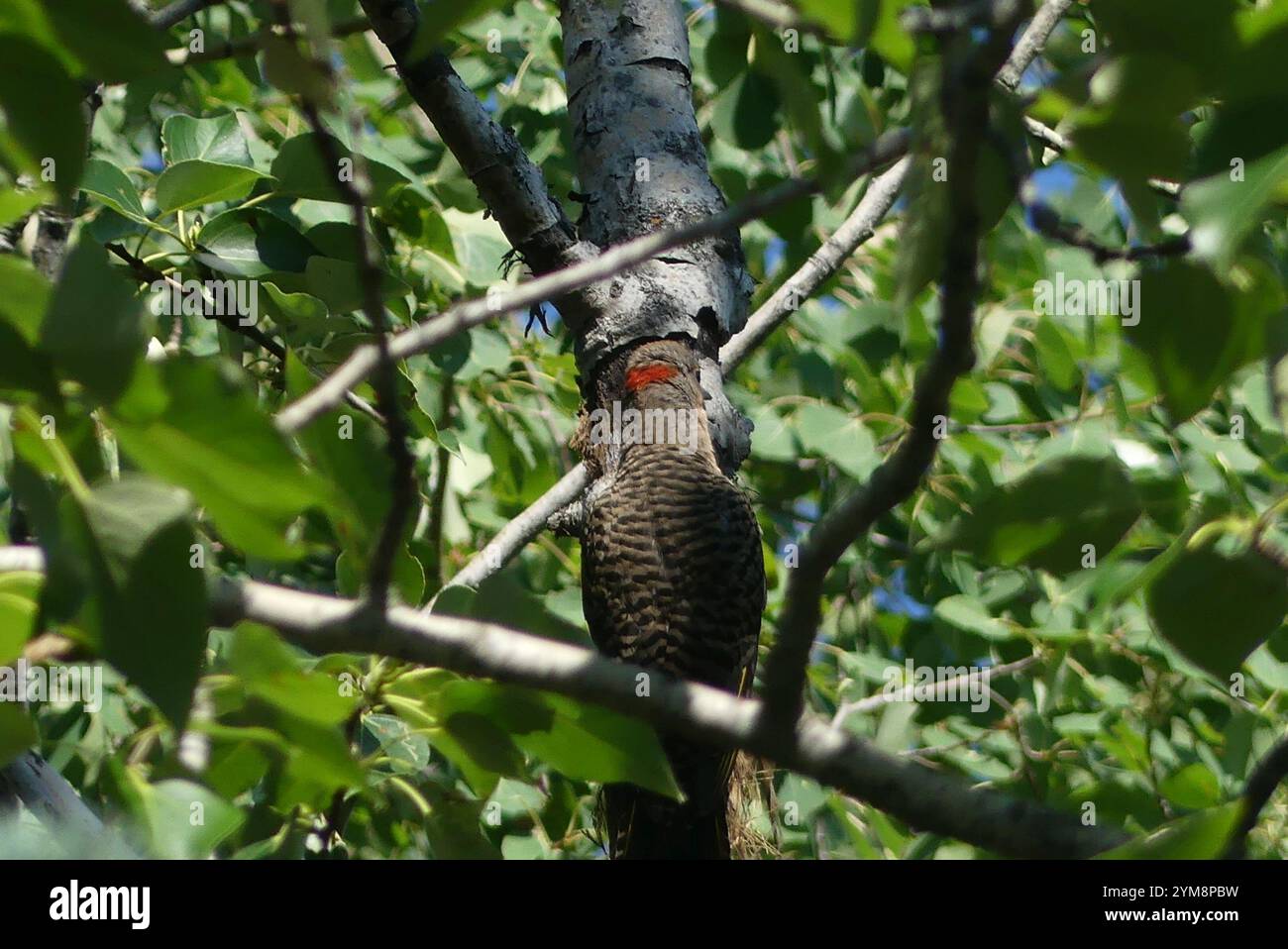 Northern Flicker (Colaptes auratus Stock Photo - Alamy