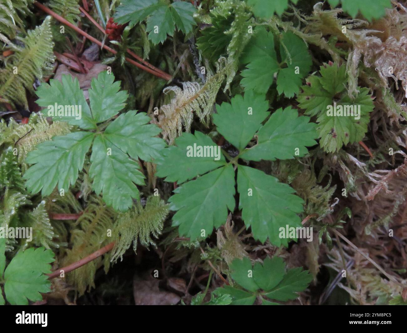 Five-leaf Dwarf Bramble (Rubus pedatus Stock Photo - Alamy