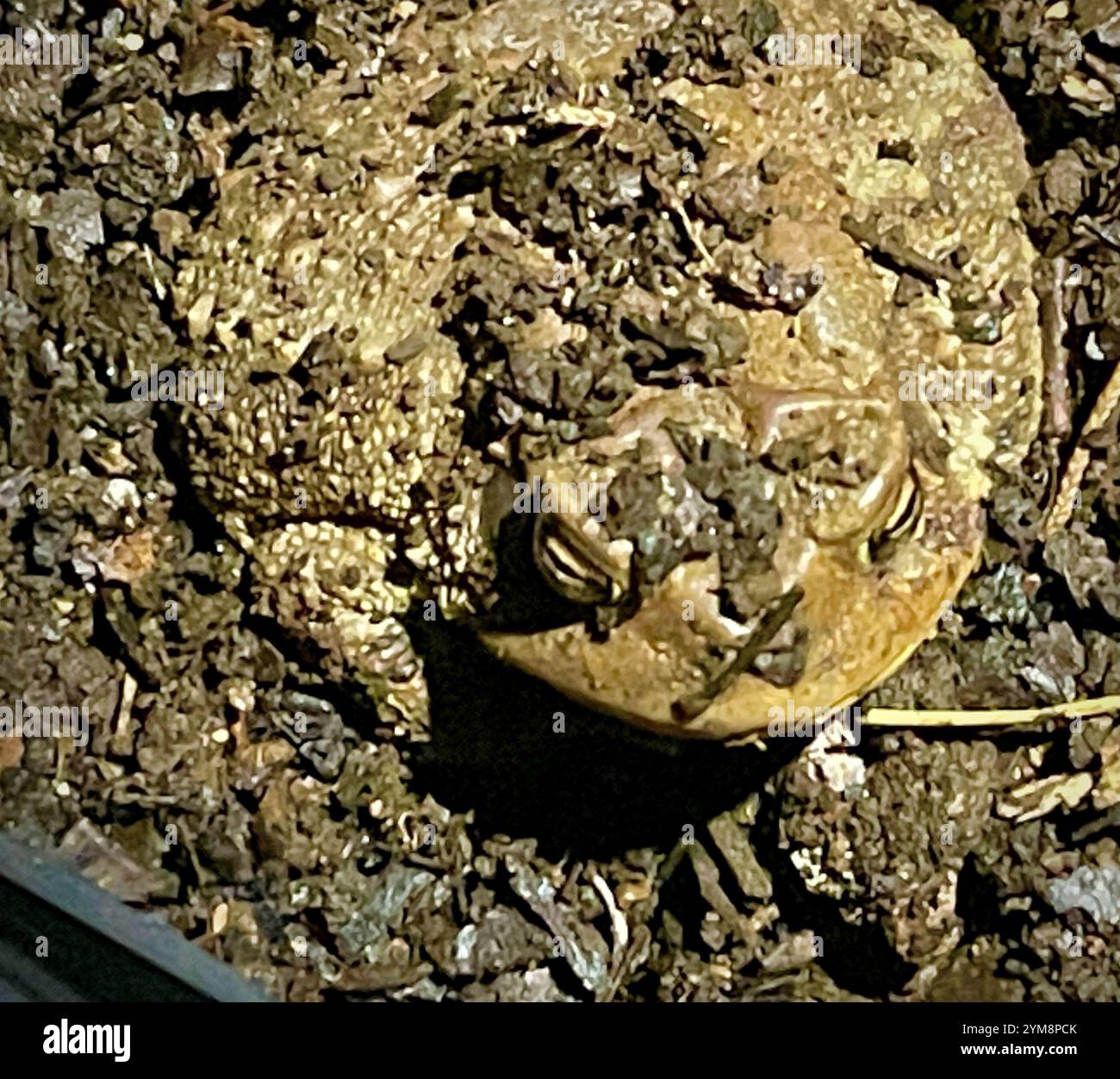 North American Toads (Anaxyrus Stock Photo - Alamy