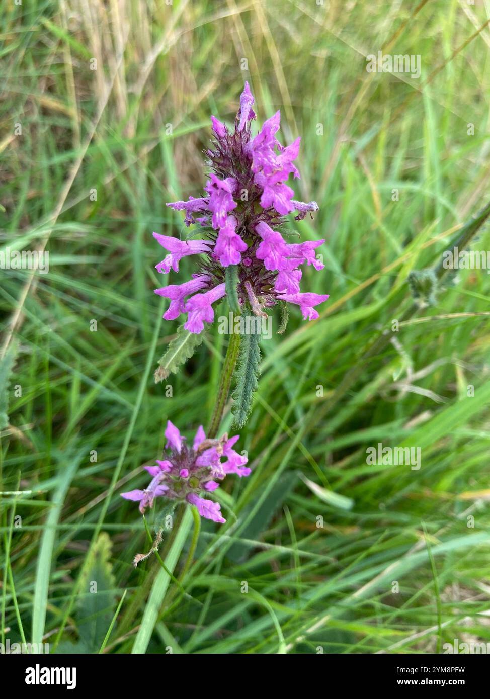 common hedge-nettle (Betonica officinalis Stock Photo - Alamy
