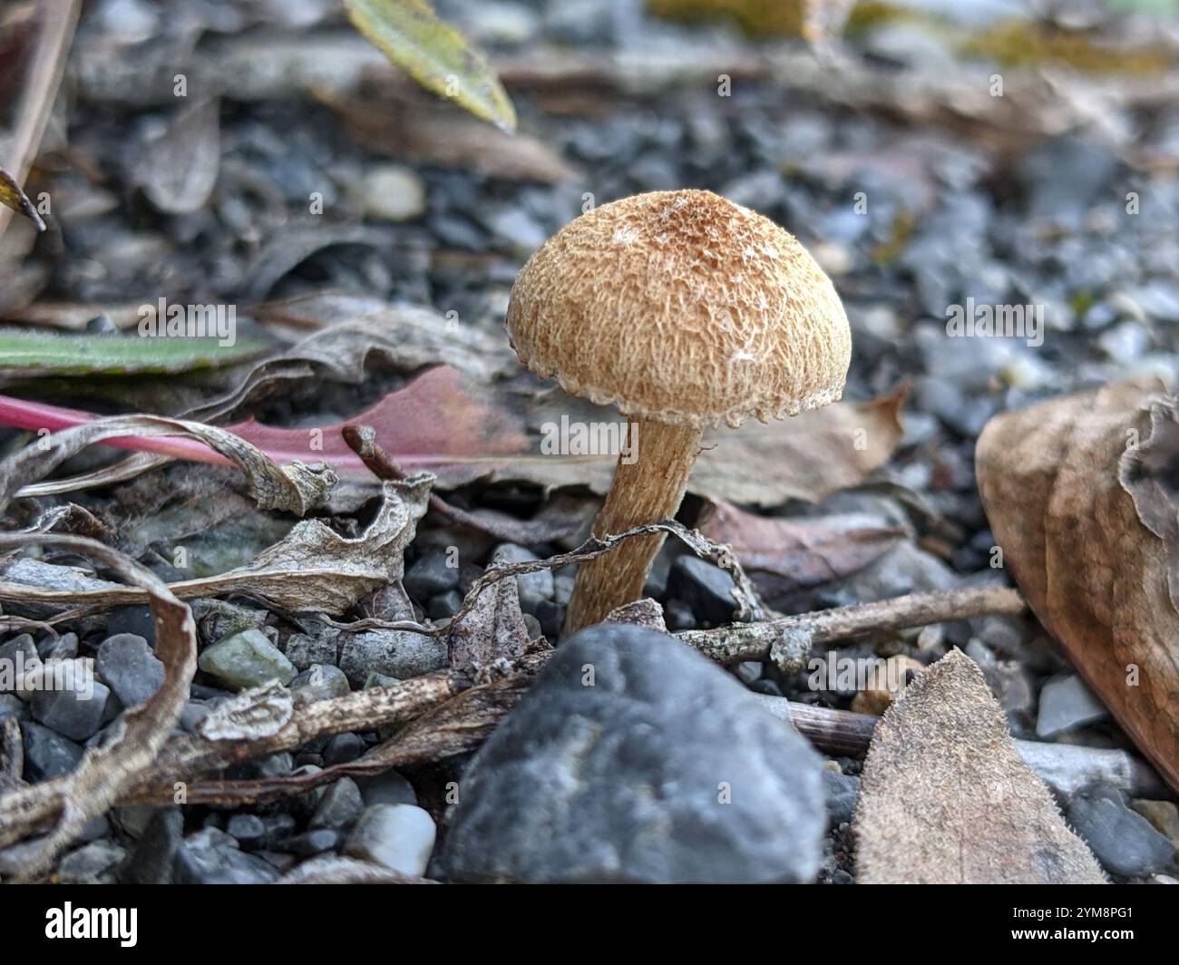 Inocybe lanuginosa hi-res stock photography and images - Alamy