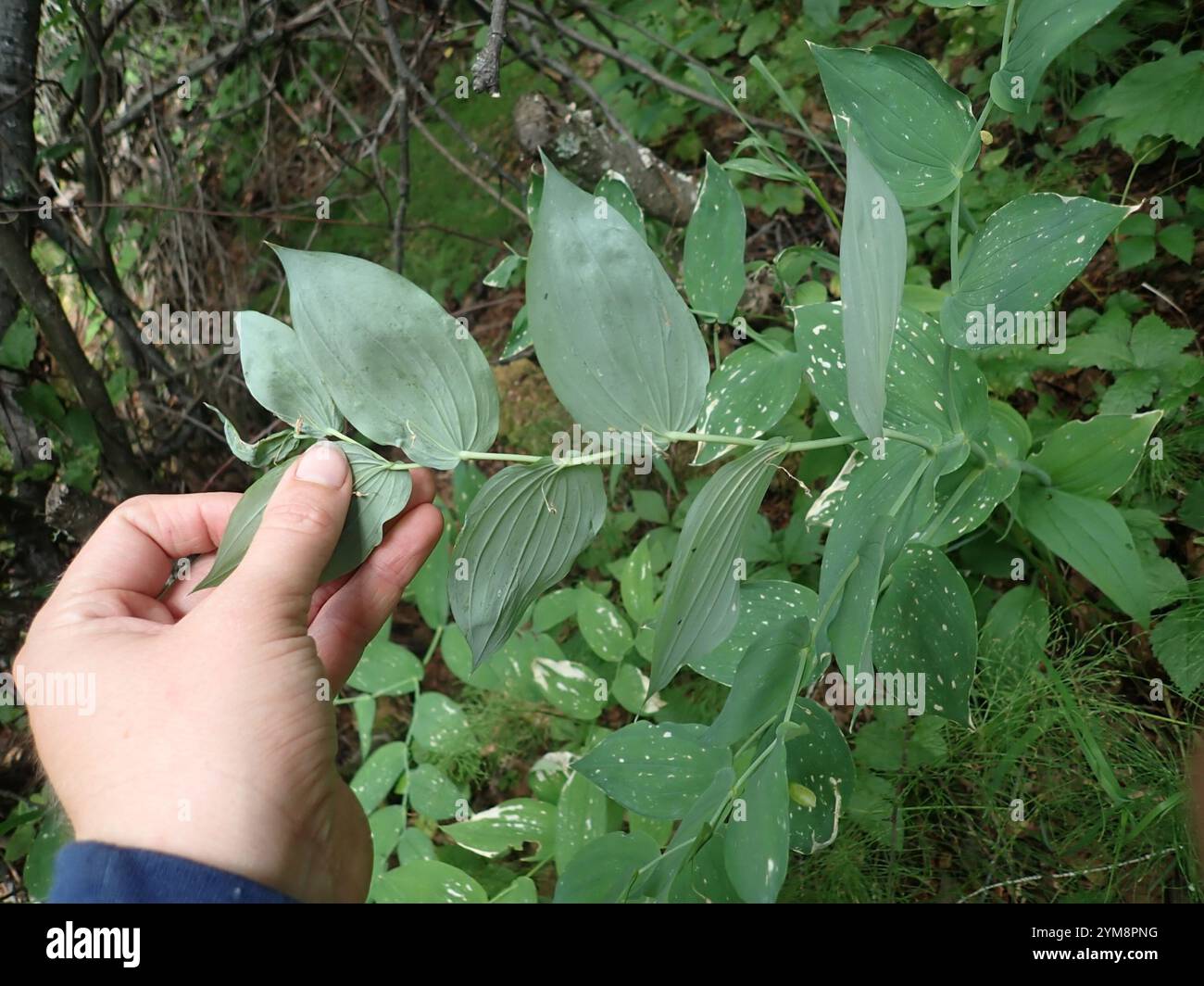 white twisted-stalk (Streptopus amplexifolius Stock Photo - Alamy