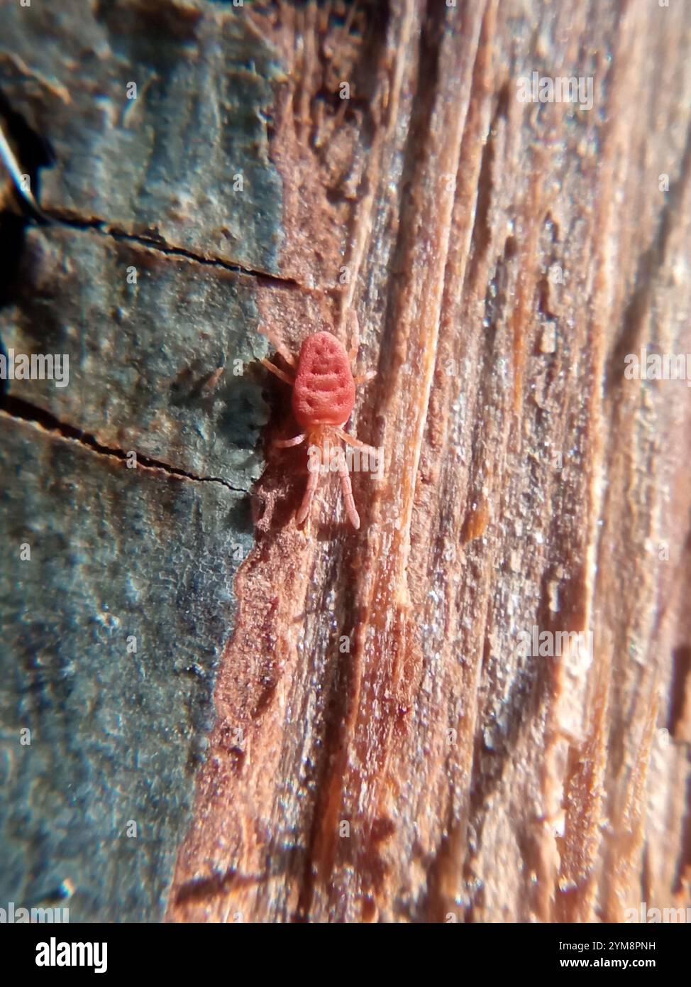 Sumo Mites (Allothrombium Stock Photo - Alamy