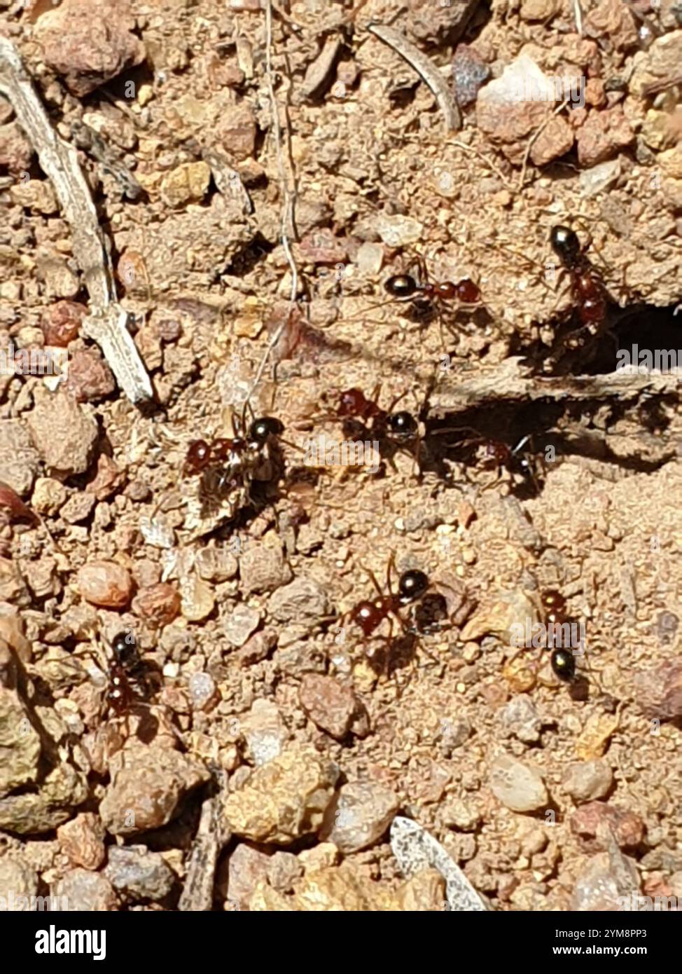 Melophorus hi-res stock photography and images - Alamy