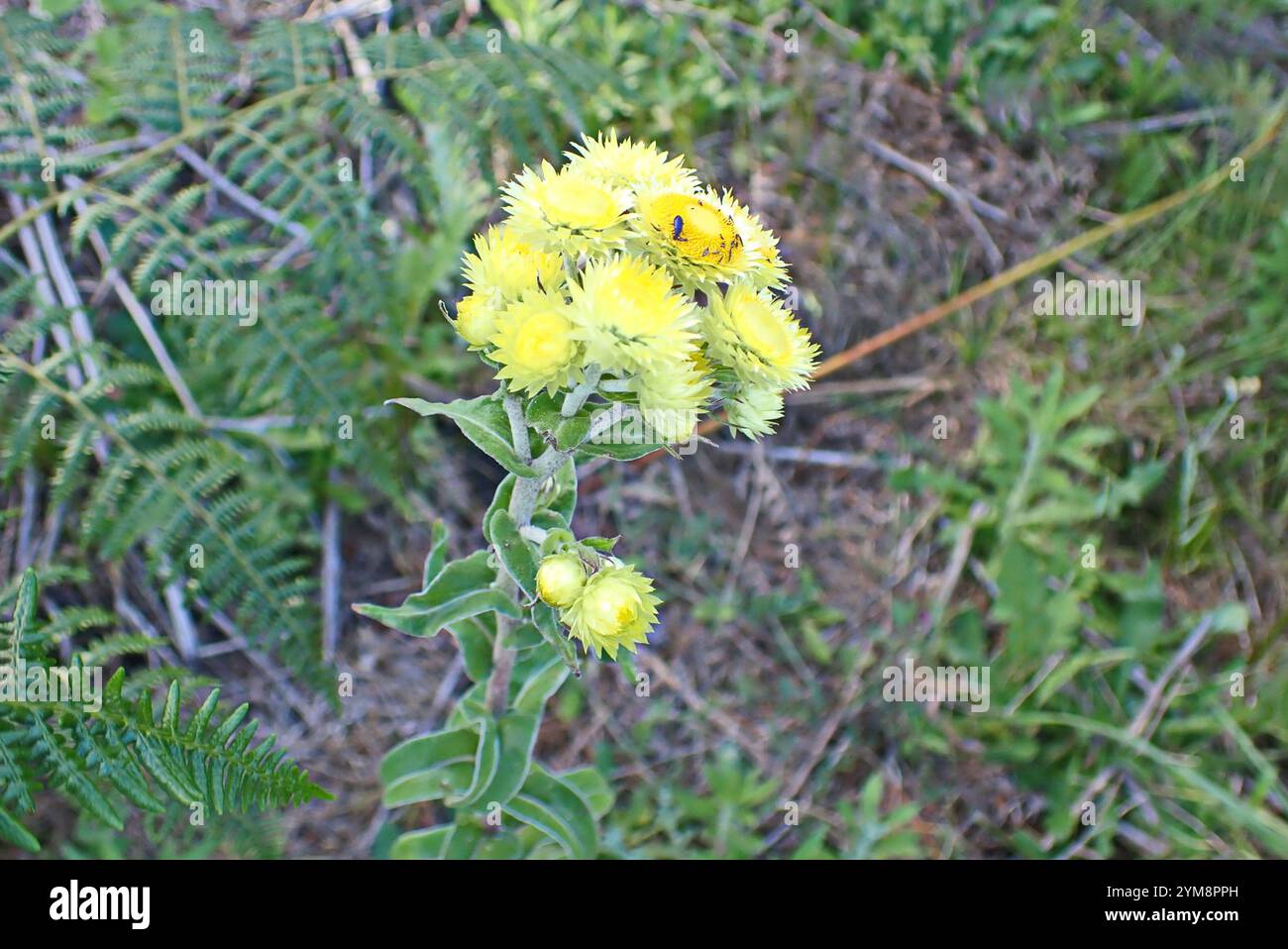 Stinking Everlasting (Helichrysum foetidum Stock Photo - Alamy
