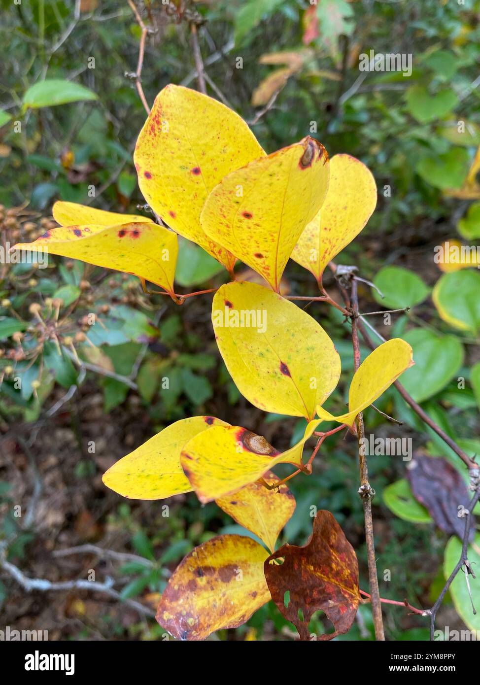 Smilax rotundifolia hi-res stock photography and images - Alamy