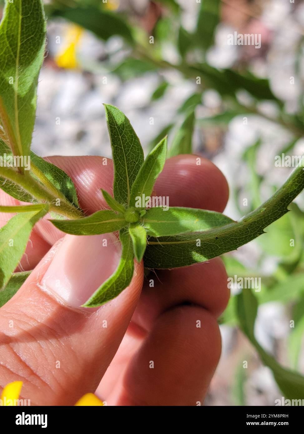 lemonyellow false goldenaster (Heterotheca camporum Stock Photo - Alamy