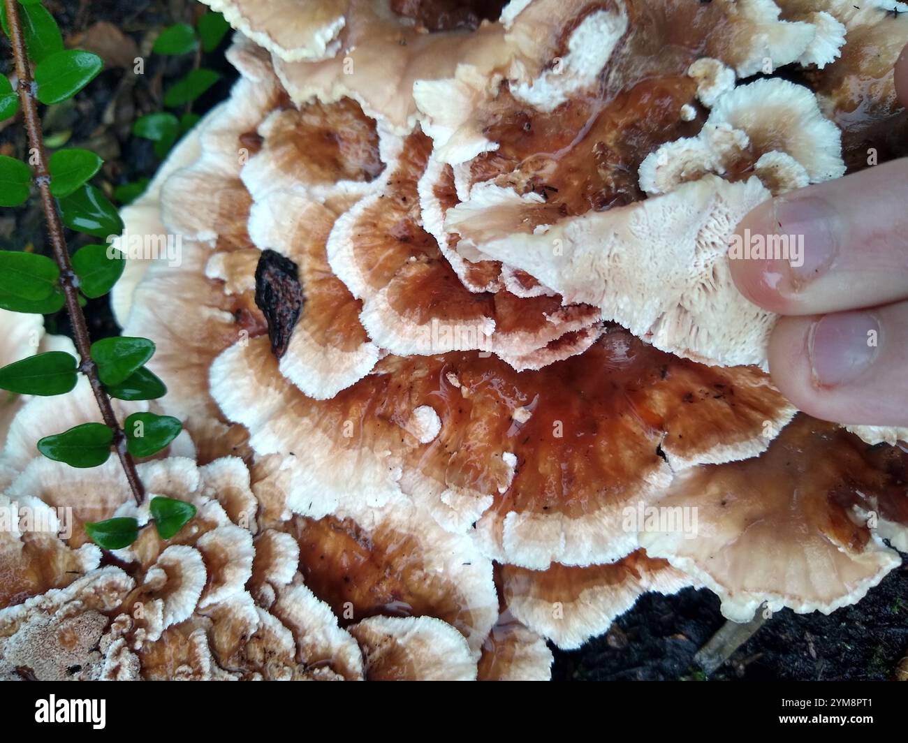 Blushing Rosette (Abortiporus biennis Stock Photo - Alamy