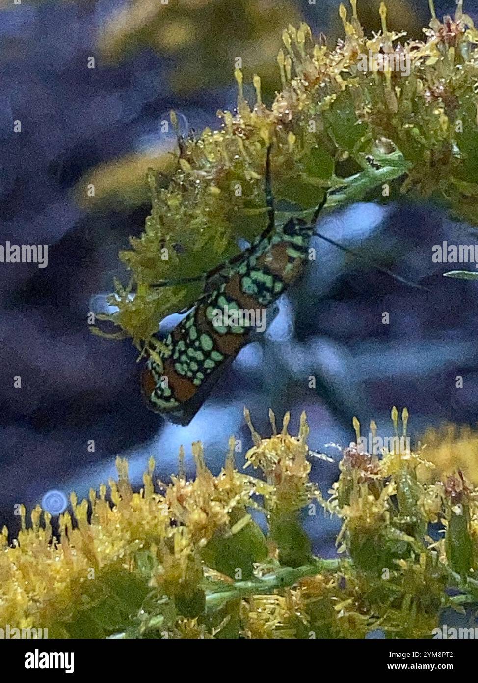 Ailanthus Webworm Moth (Atteva aurea Stock Photo - Alamy