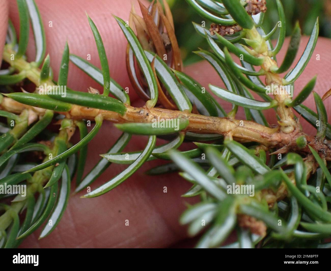 common juniper (Juniperus communis Stock Photo - Alamy