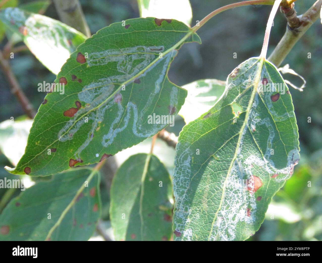 Aspen Serpentine Leafminer Moth (Phyllocnistis populiella Stock Photo ...