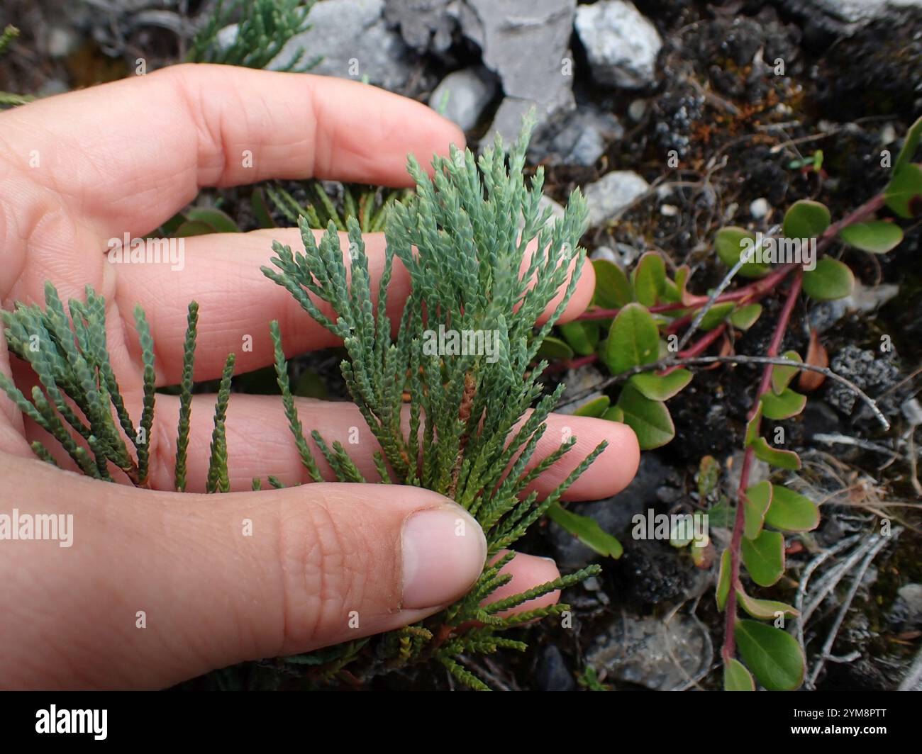 creeping juniper (Juniperus horizontalis Stock Photo - Alamy