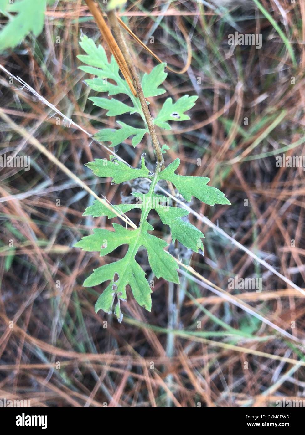 western ragweed (Ambrosia psilostachya Stock Photo - Alamy
