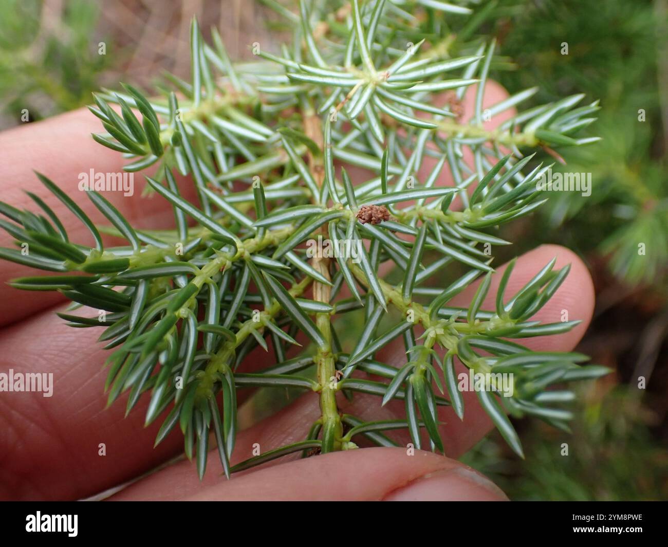 common juniper (Juniperus communis Stock Photo - Alamy