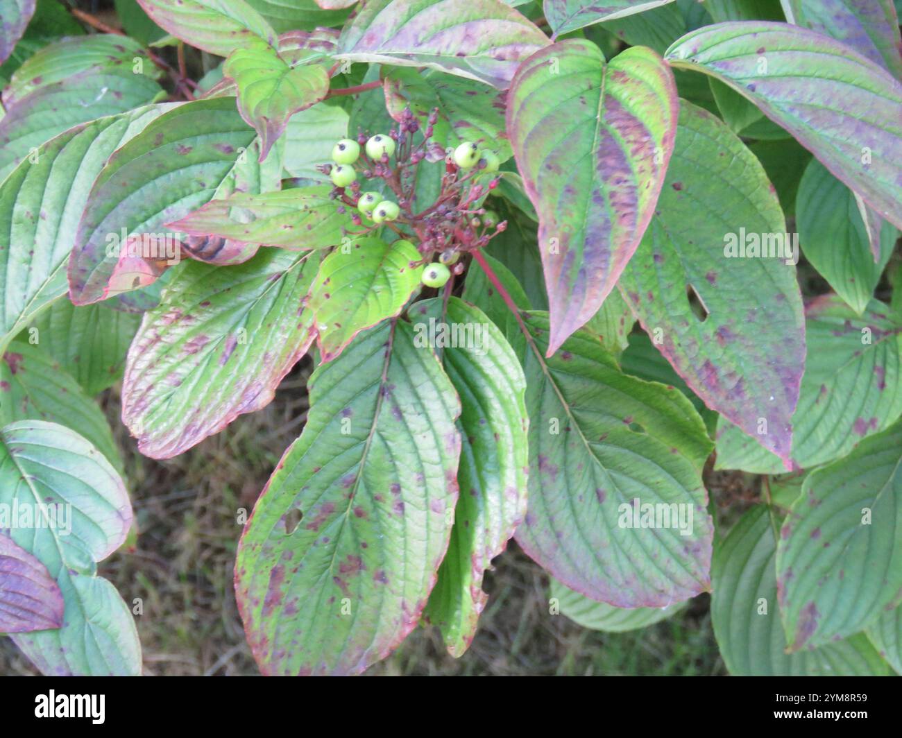 red osier dogwood (Cornus sericea Stock Photo - Alamy
