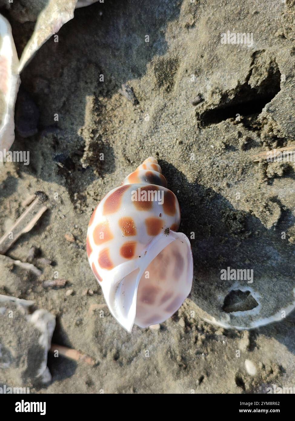 Spotted Babylon Snail (Babylonia areolata Stock Photo - Alamy